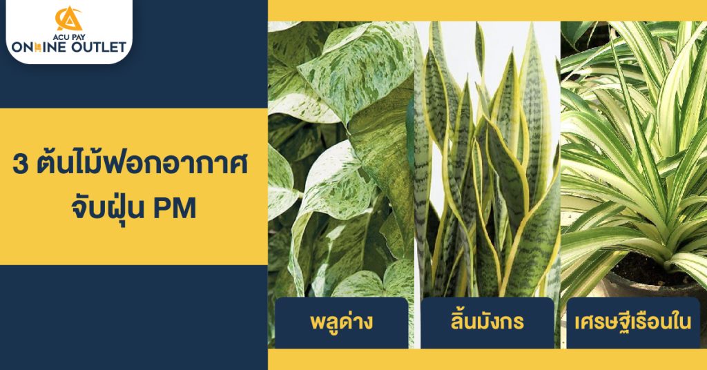 3 ต้นไม้ฟอกอากาศ จับฝุ่น PM - ACU PAY Thailand