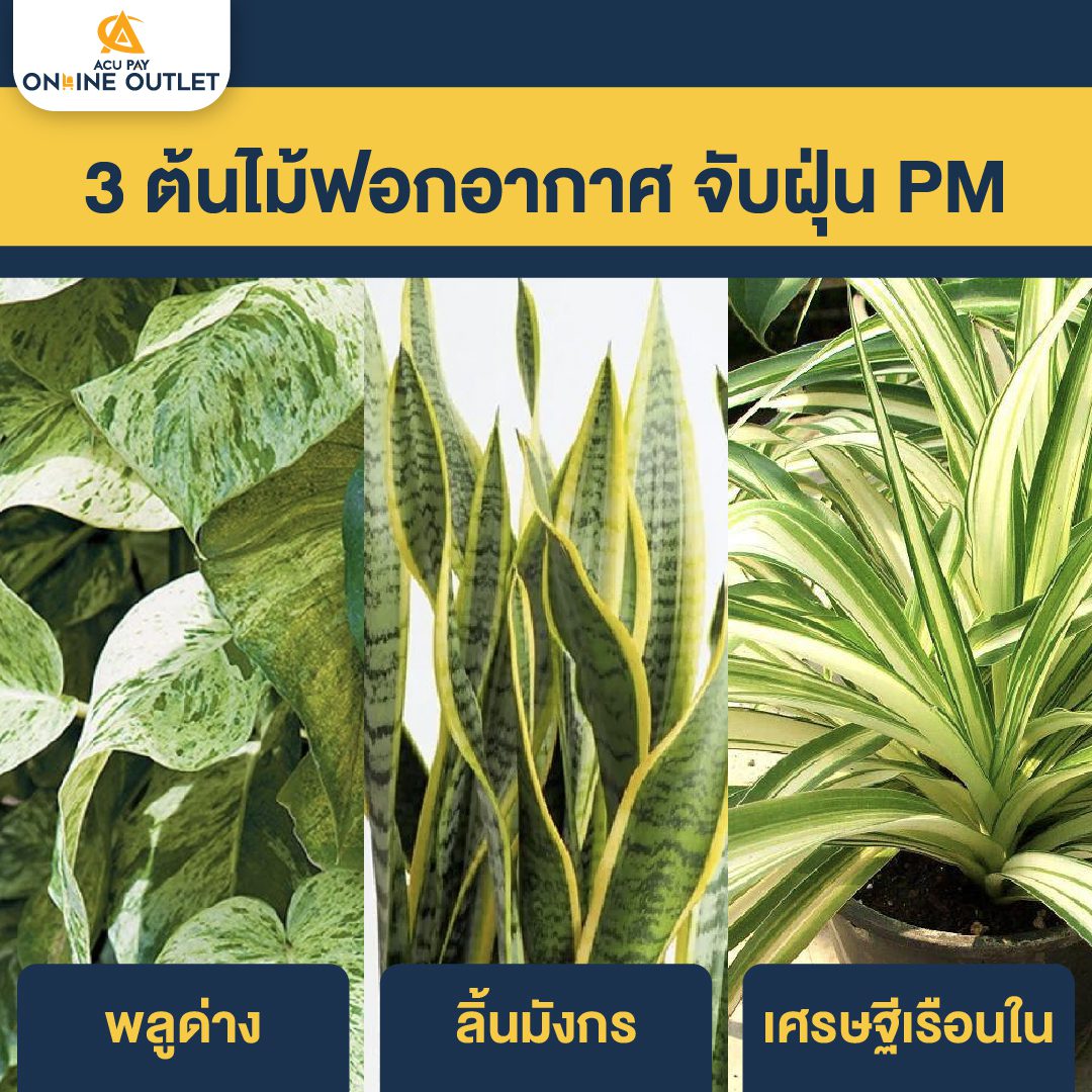 3 ต้นไม้ฟอกอากาศ จับฝุ่น PM - ACU PAY Thailand
