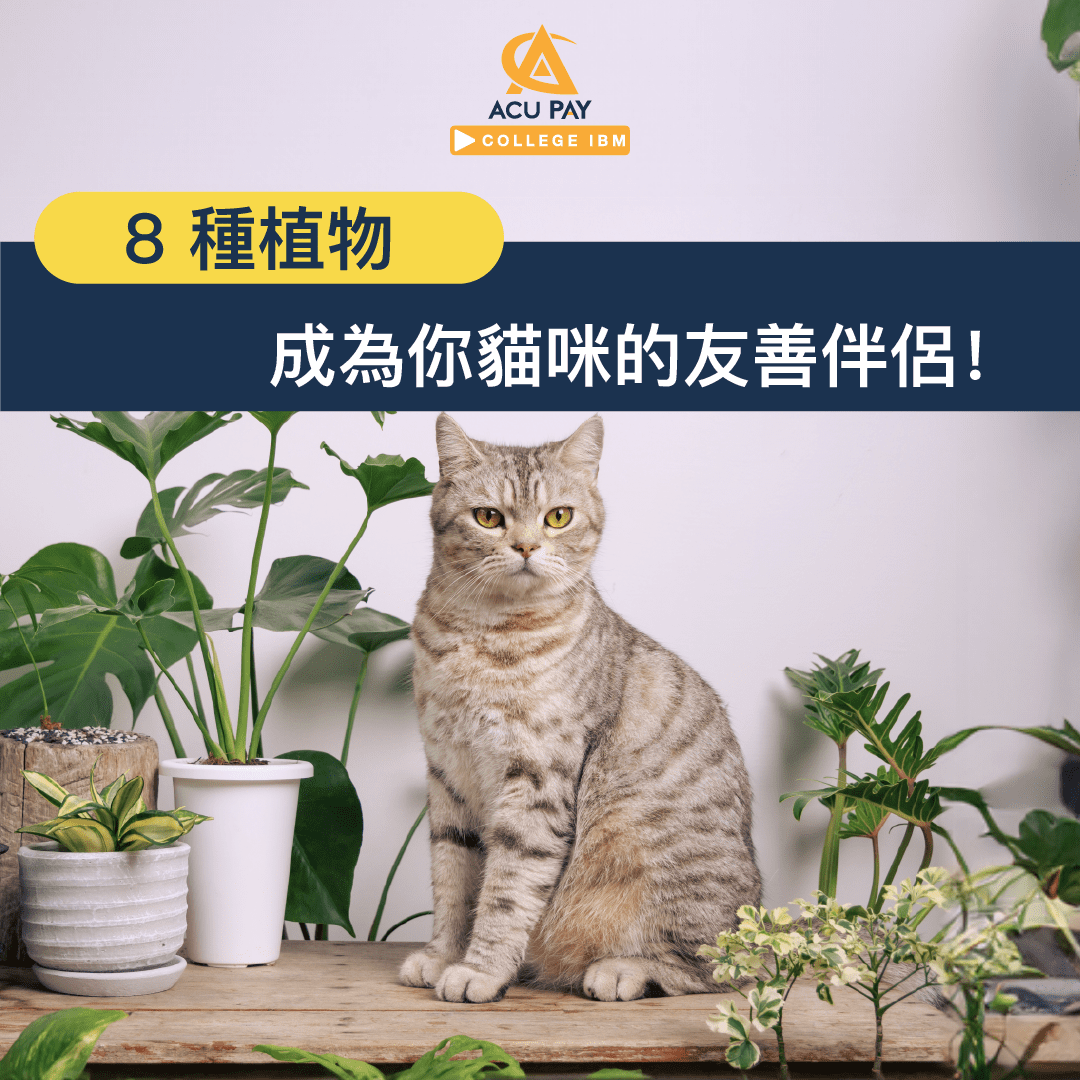 阿萨伊碗 (Acai Bowl) 新型健康食品 - ACU Pay