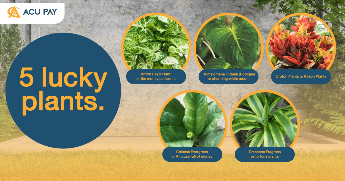 5 Lucky plants. - ACU Pay