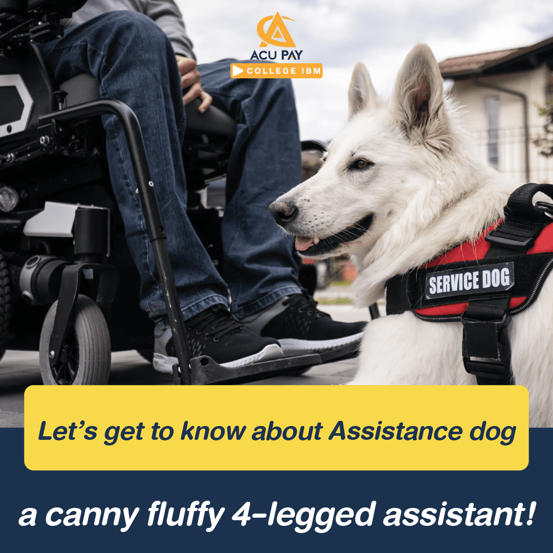 Let’s get to know about Assistance dog, a canny fluffy 4-legged ...