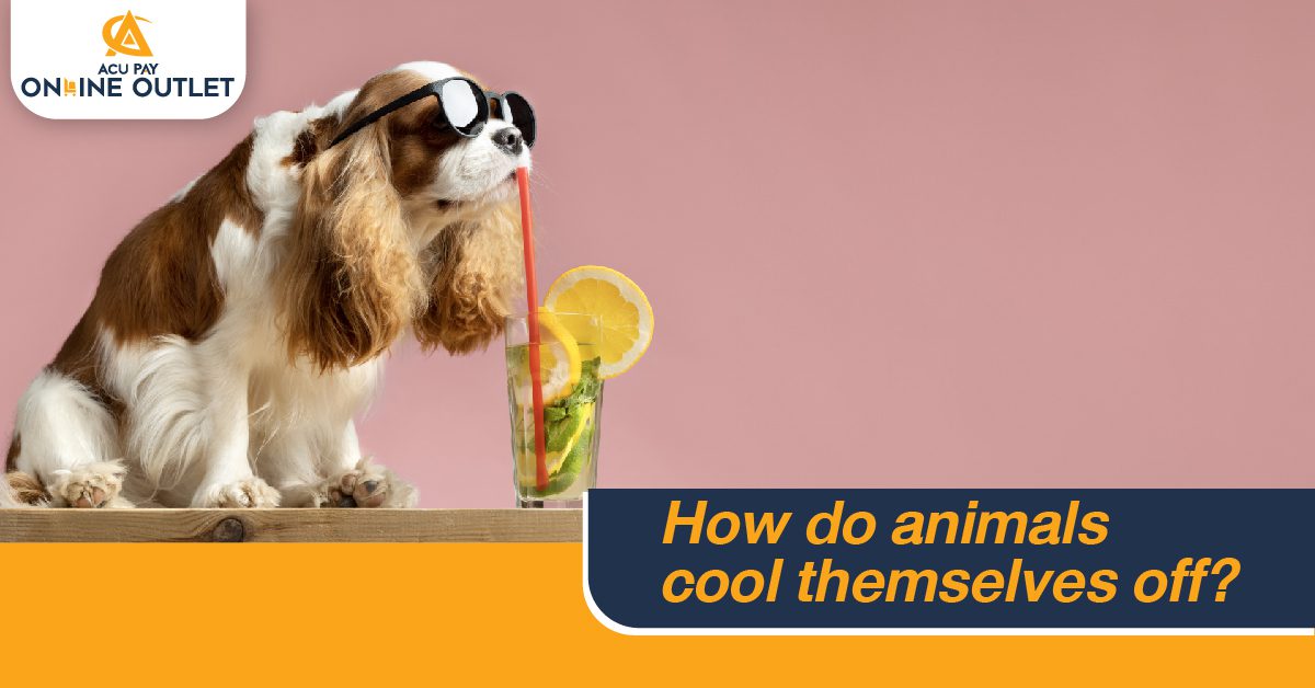 How do animals cool themselves off? - ACU Pay
