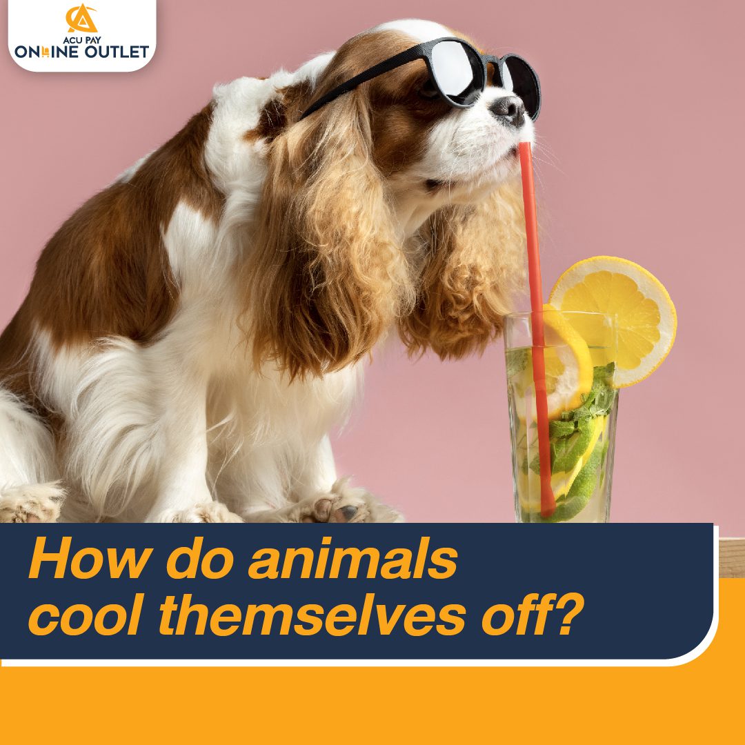 How do animals cool themselves off? - ACU Pay