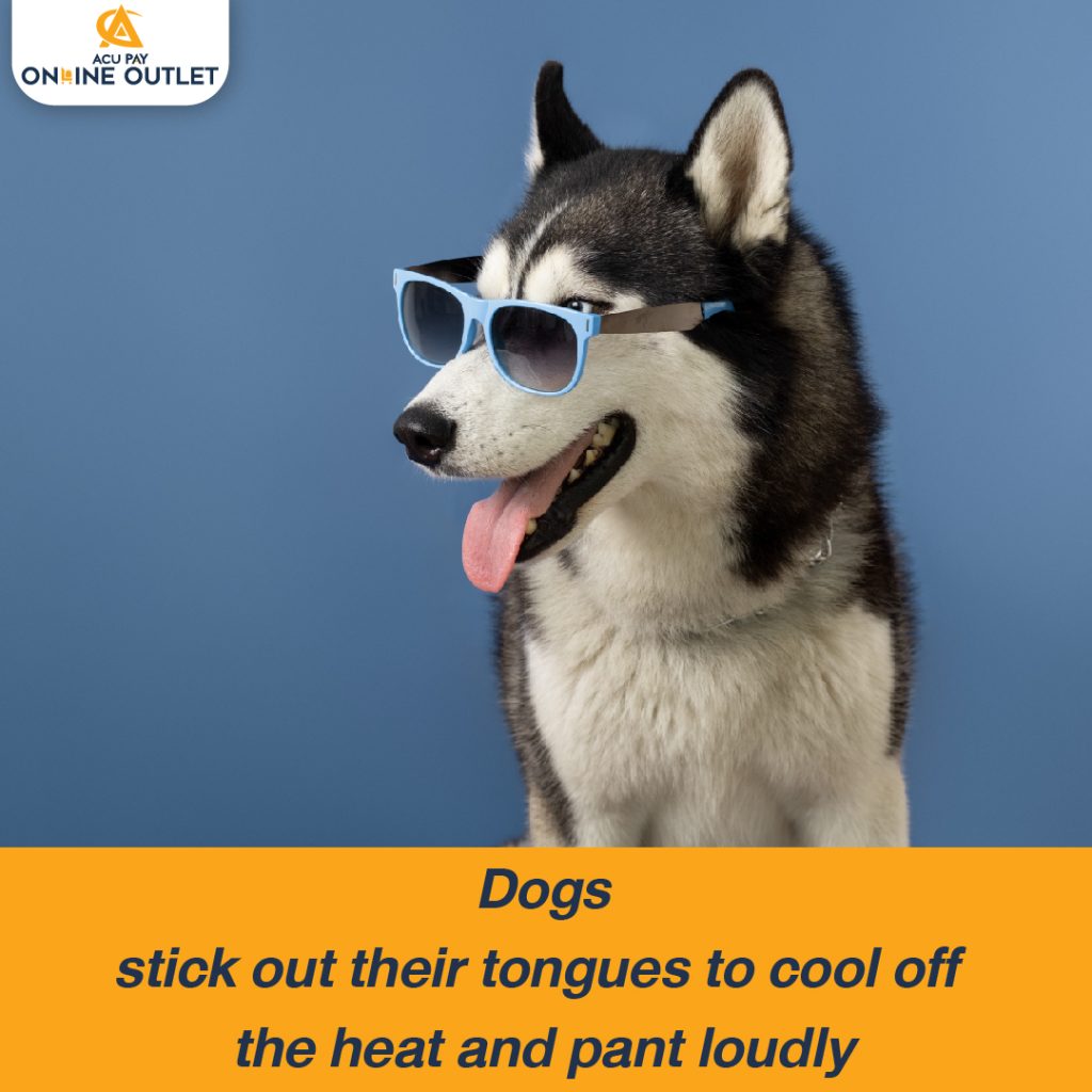 How do animals cool themselves off? - ACU Pay