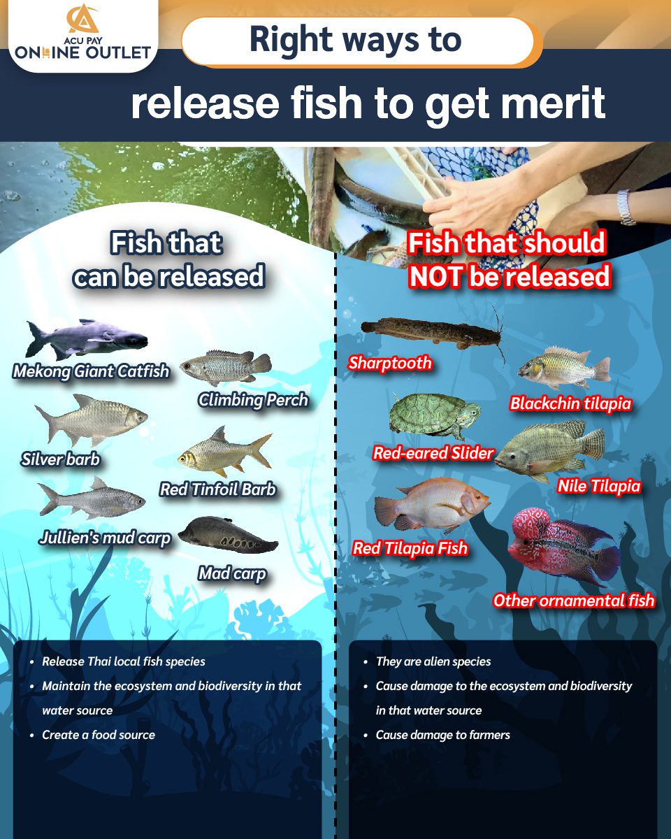Right ways to release fish to get merit - ACU Pay