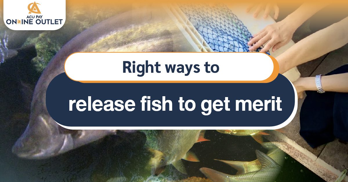 Right ways to release fish to get merit - ACU Pay