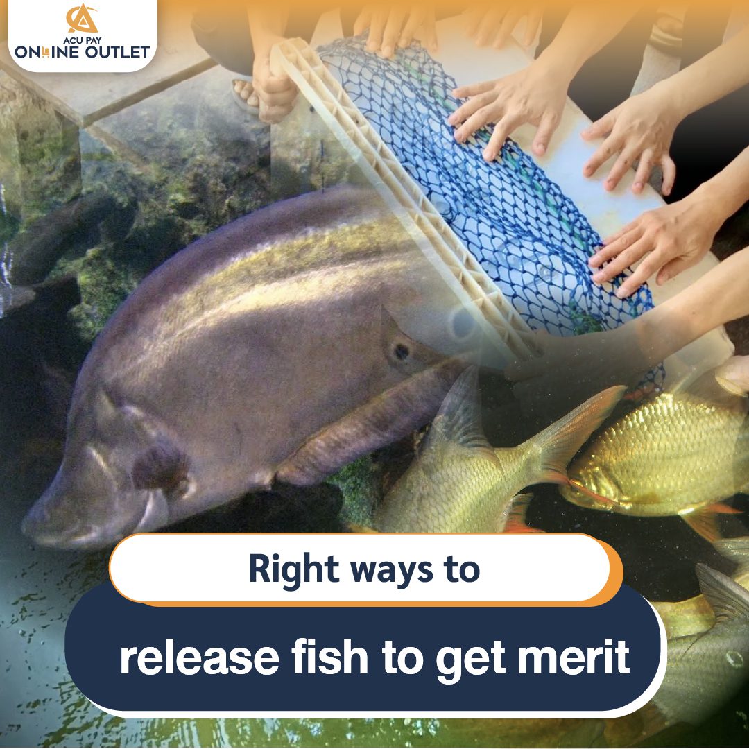 Right ways to release fish to get merit - ACU Pay