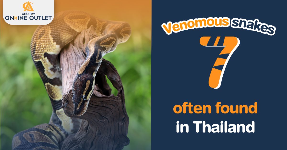 7 Venomous snakes often found in Thailand - ACU Pay