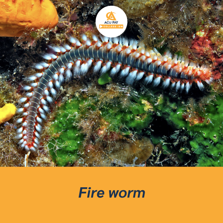 Venomous Sea Animals that you should be cautious - ACU Pay