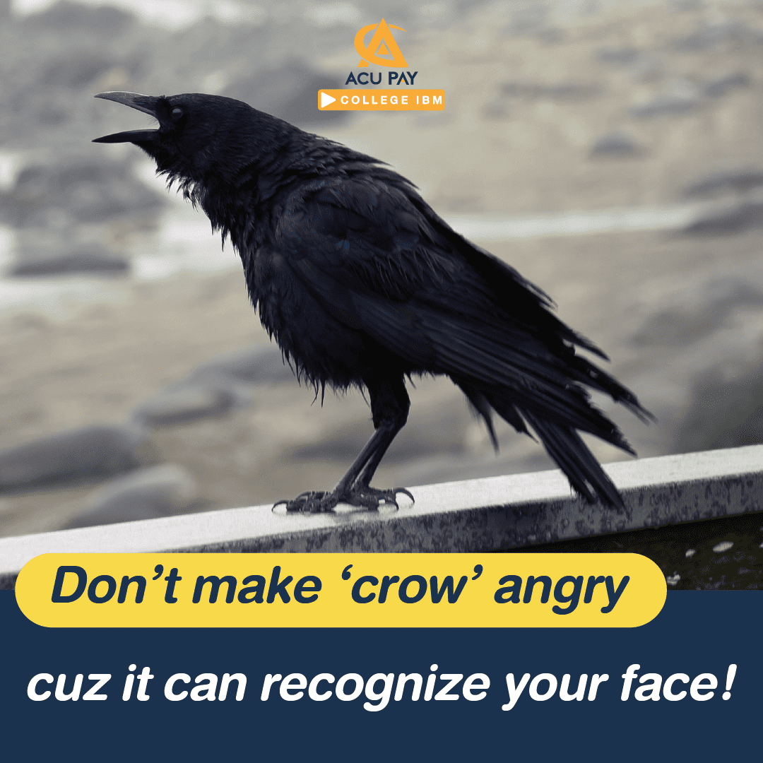 Don’t make ‘crow’ angry cuz it can recognize your face! - ACU Pay