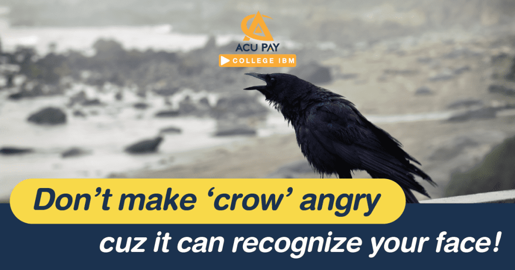 Don’t make ‘crow’ angry cuz it can recognize your face! - ACU Pay