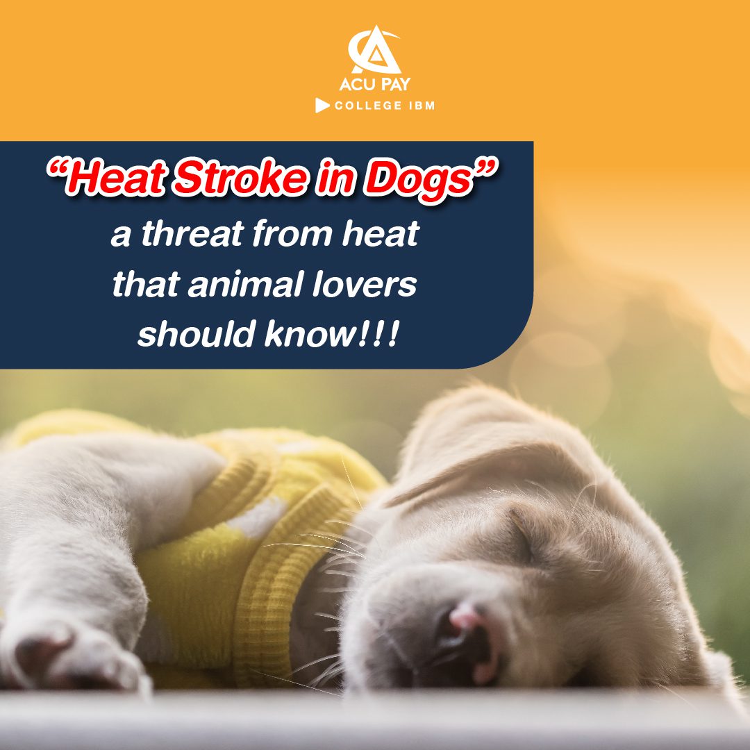 “Heat Stroke in Dogs” a threat from heat that animal lovers should know ...
