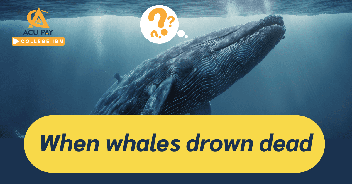 When whales drown dead - ACU Pay