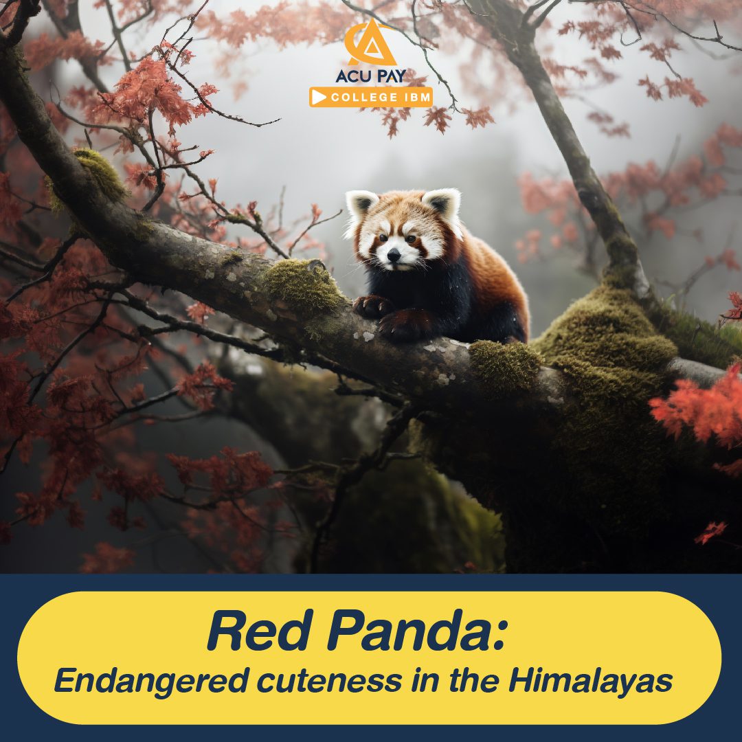 Red Panda: Endangered cuteness in the Himalayas - ACU Pay