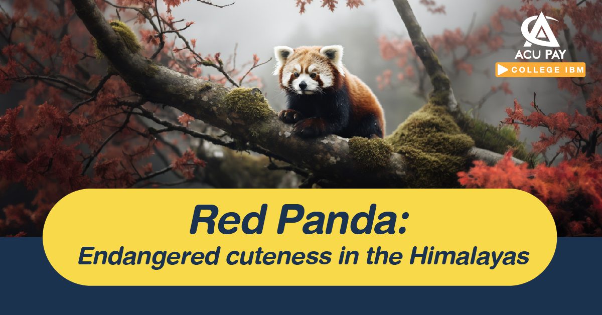 Red Panda: Endangered cuteness in the Himalayas - ACU Pay