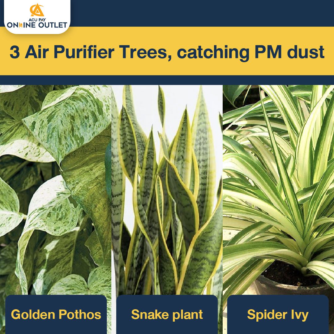 3 Air Purifier Trees, catching PM dust - ACU Pay
