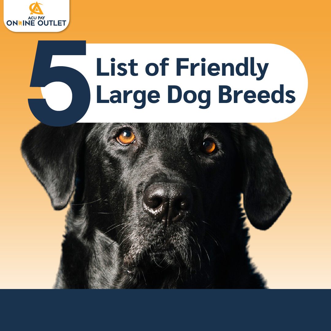 List of Friendly Large Dog Breeds - ACU Pay
