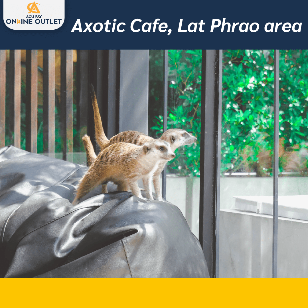 7 Popular Animal Cafe - ACU Pay