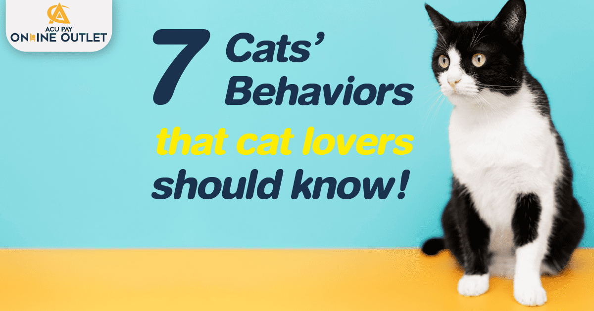 7 Cats’ Behaviors that cat lovers should know! - ACU Pay