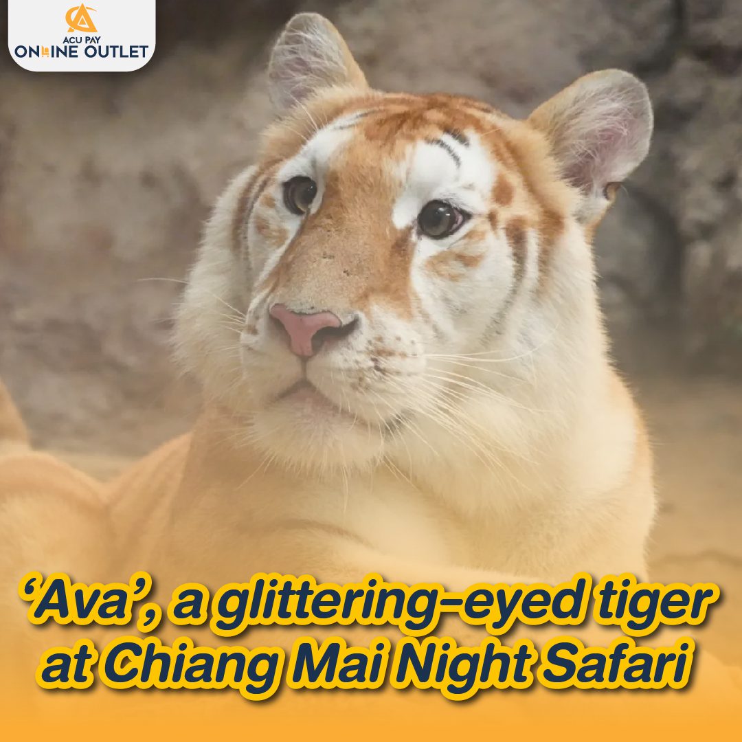 ‘Ava’, a glittering-eyed tiger at Chiang Mai Night Safari - ACU Pay