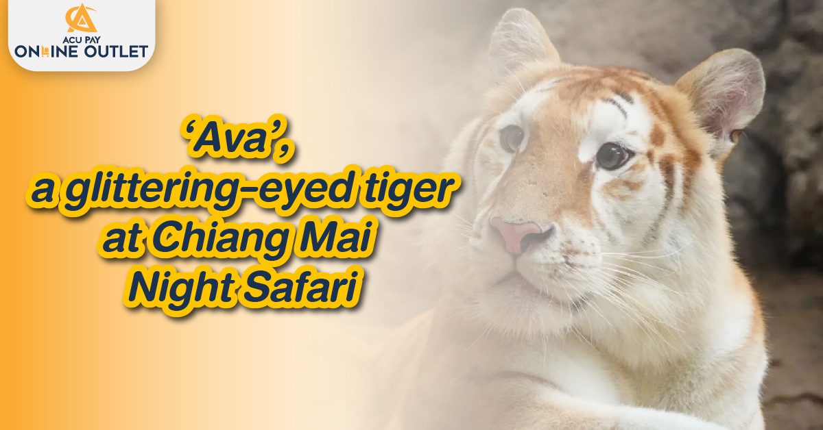 ‘Ava’, a glittering-eyed tiger at Chiang Mai Night Safari - ACU Pay